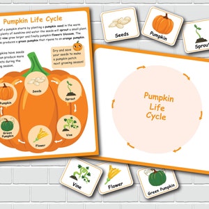 Pumpkin Unit Study, Life Cycle of a Pumpkin, Pumpkin Varieties, Fall ...