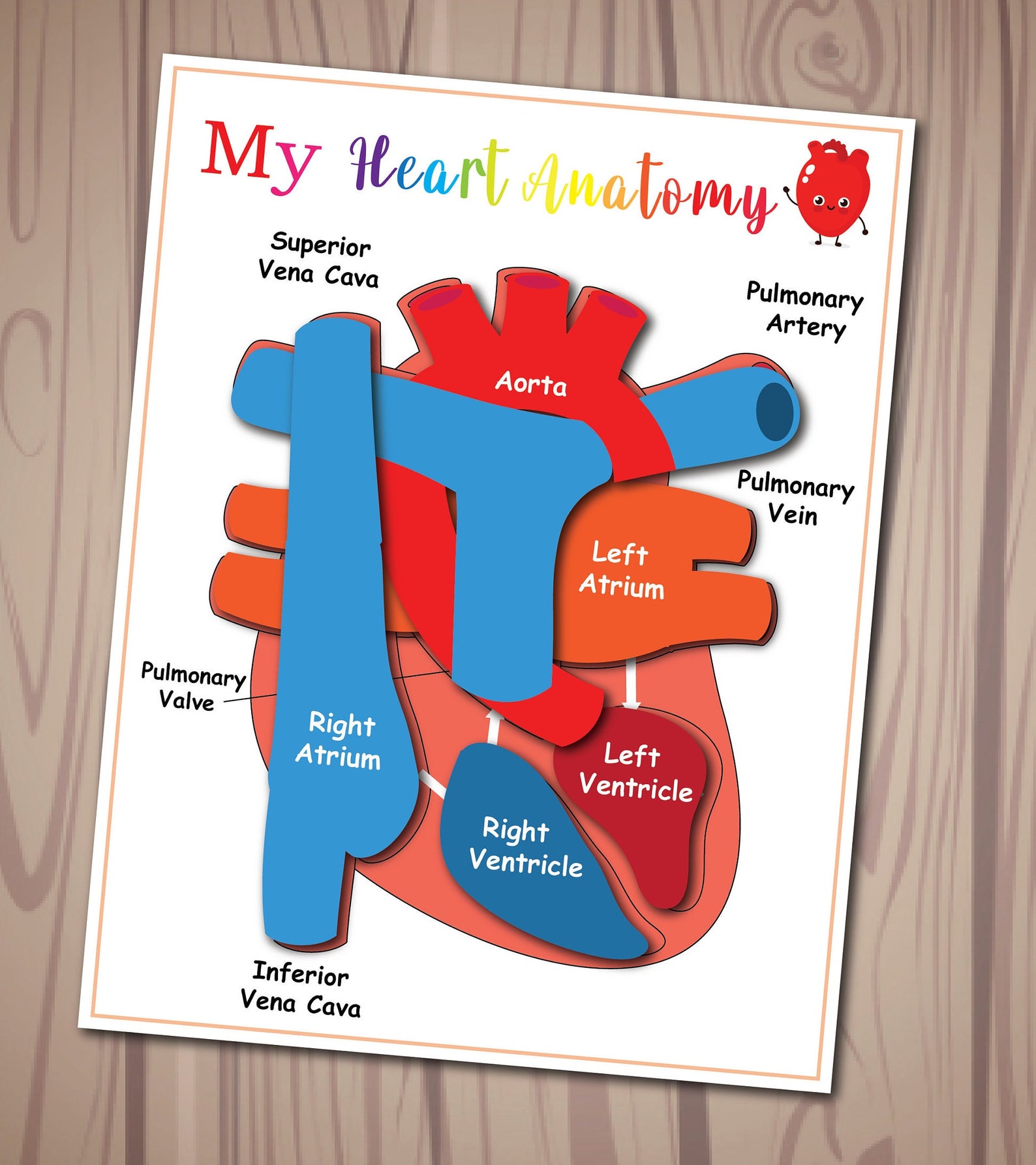 Human Heart Anatomy Activity Kids Circulatory System Anatomy - Etsy