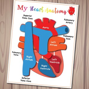 Human Heart Anatomy Activity, Kids Circulatory System, Anatomy Bundle ...