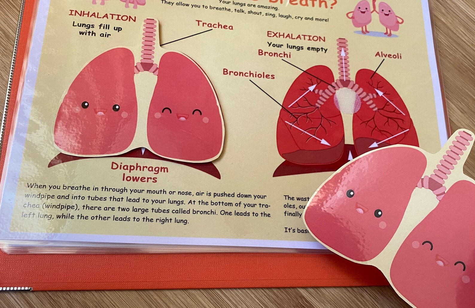 Anatomy Busy Book Printable Learning Binder Preschool - Etsy