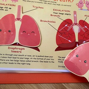 Anatomy Busy Book, Printable Learning Binder, Preschool Anatomy ...