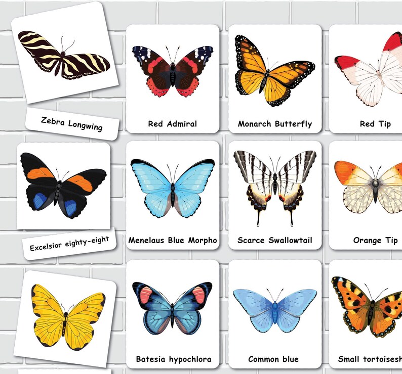Butterfly Flash Cards Montessori Three Part Cards Homeschool - Etsy