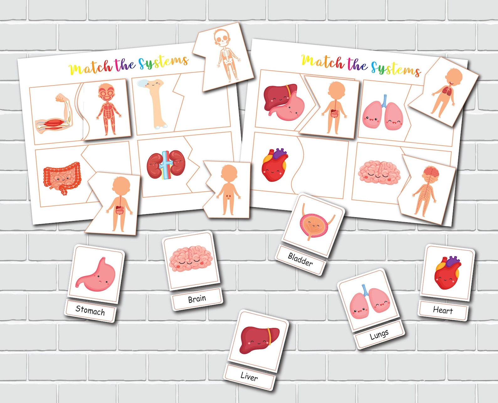 Body Systems Activity Human Anatomy Worksheets Preschool Busy Book ...