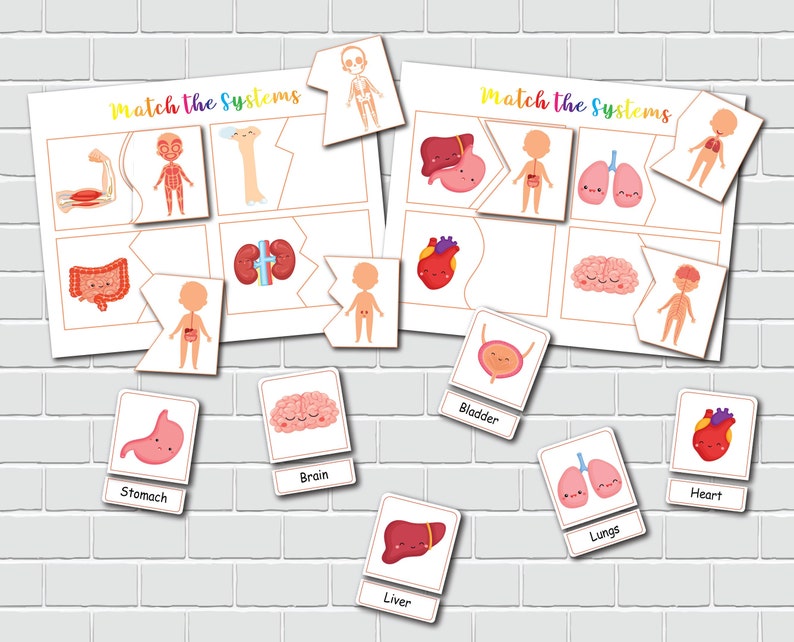 Body Systems Activity Human Anatomy Worksheets Preschool Busy - Etsy