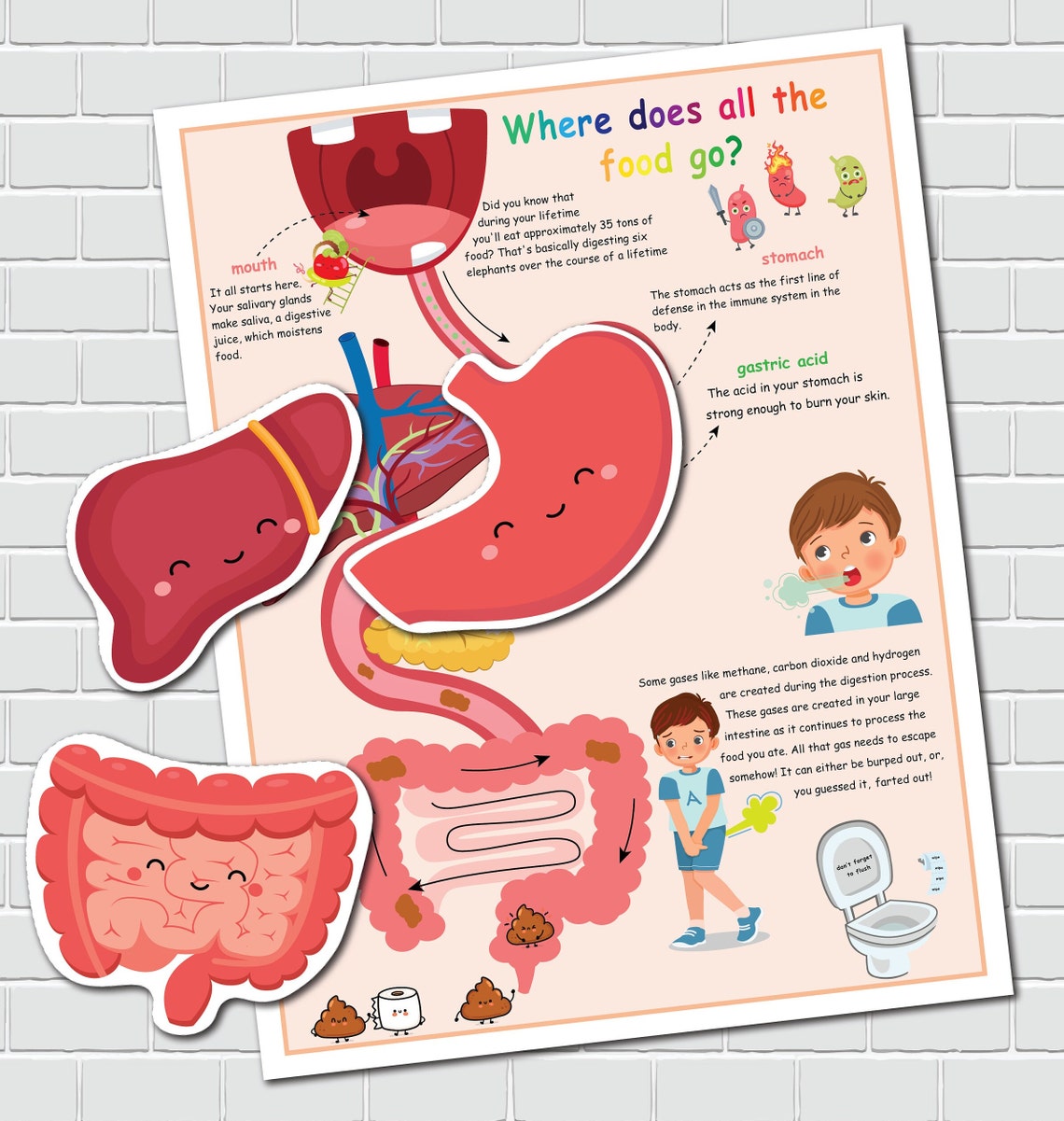 Human Anatomy Digestive System Busy Book Pages. Learning | Etsy