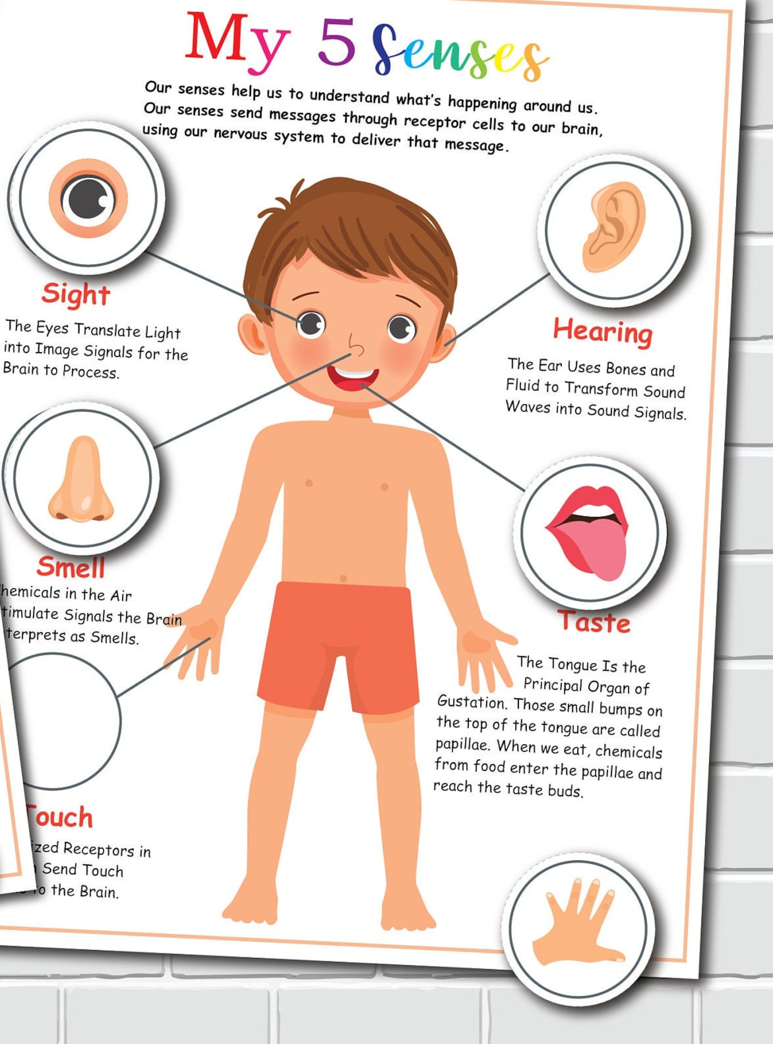 Five Senses Sorting Printable Activity 5 Senses Matching - Etsy Canada