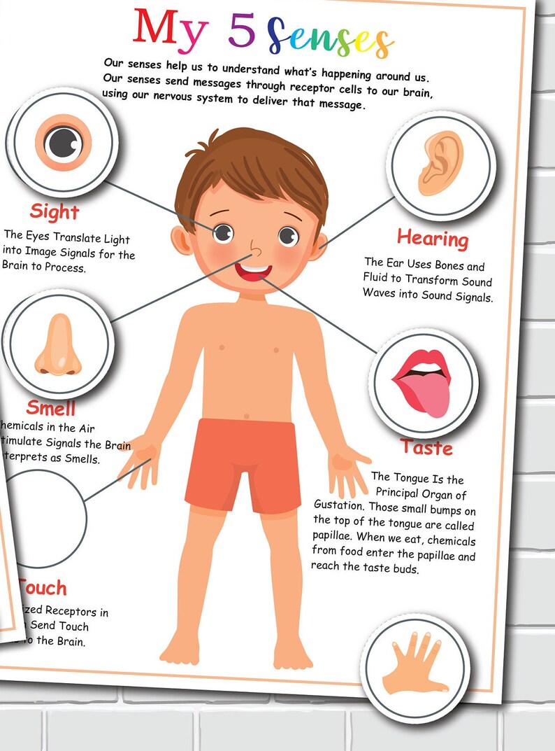 Five Senses Sorting Printable Activity 5 Senses Matching - Etsy Canada