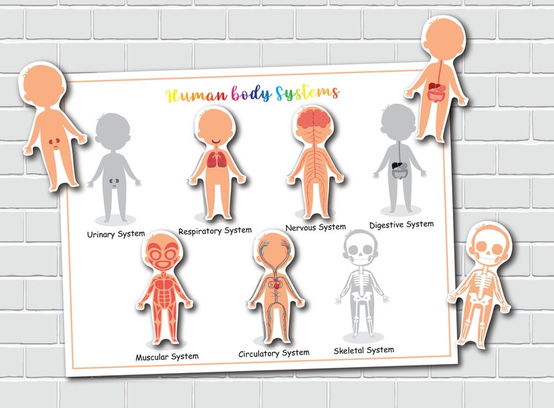 Body Systems Activity Human Anatomy Worksheets Preschool Busy - Etsy