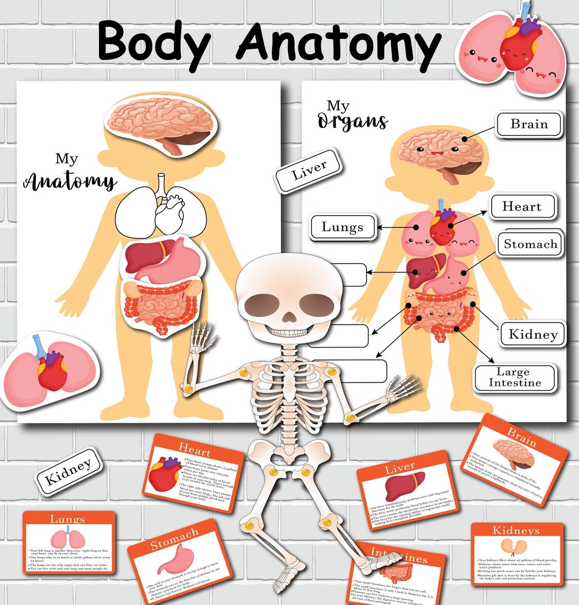 Human Anatomy Printable Activity. dark Skin Tone Science - Etsy