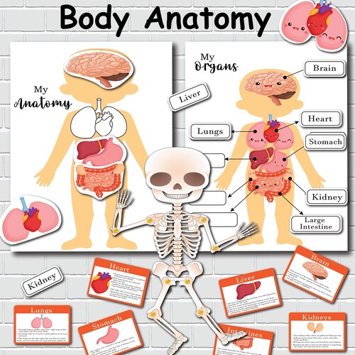Human Anatomy Printable Activity. dark Skin Tone Science - Etsy