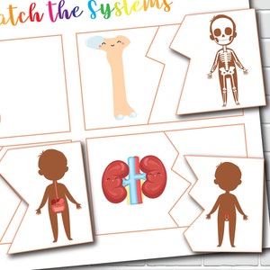 Body Systems Activity Human Anatomy Worksheets Preschool Busy Book ...