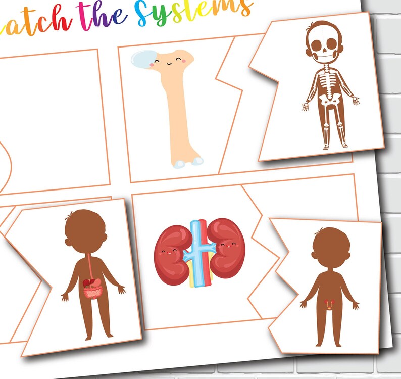 Body Systems Activity Human Anatomy Worksheets Preschool Busy - Etsy