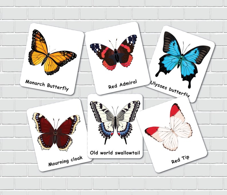 Butterfly Flash Cards, Montessori Three Part Cards, Homeschool ...