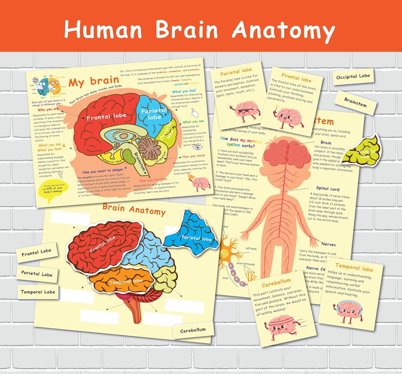 Human Brain Printable Activity Anatomy Busy Book Brain - Etsy