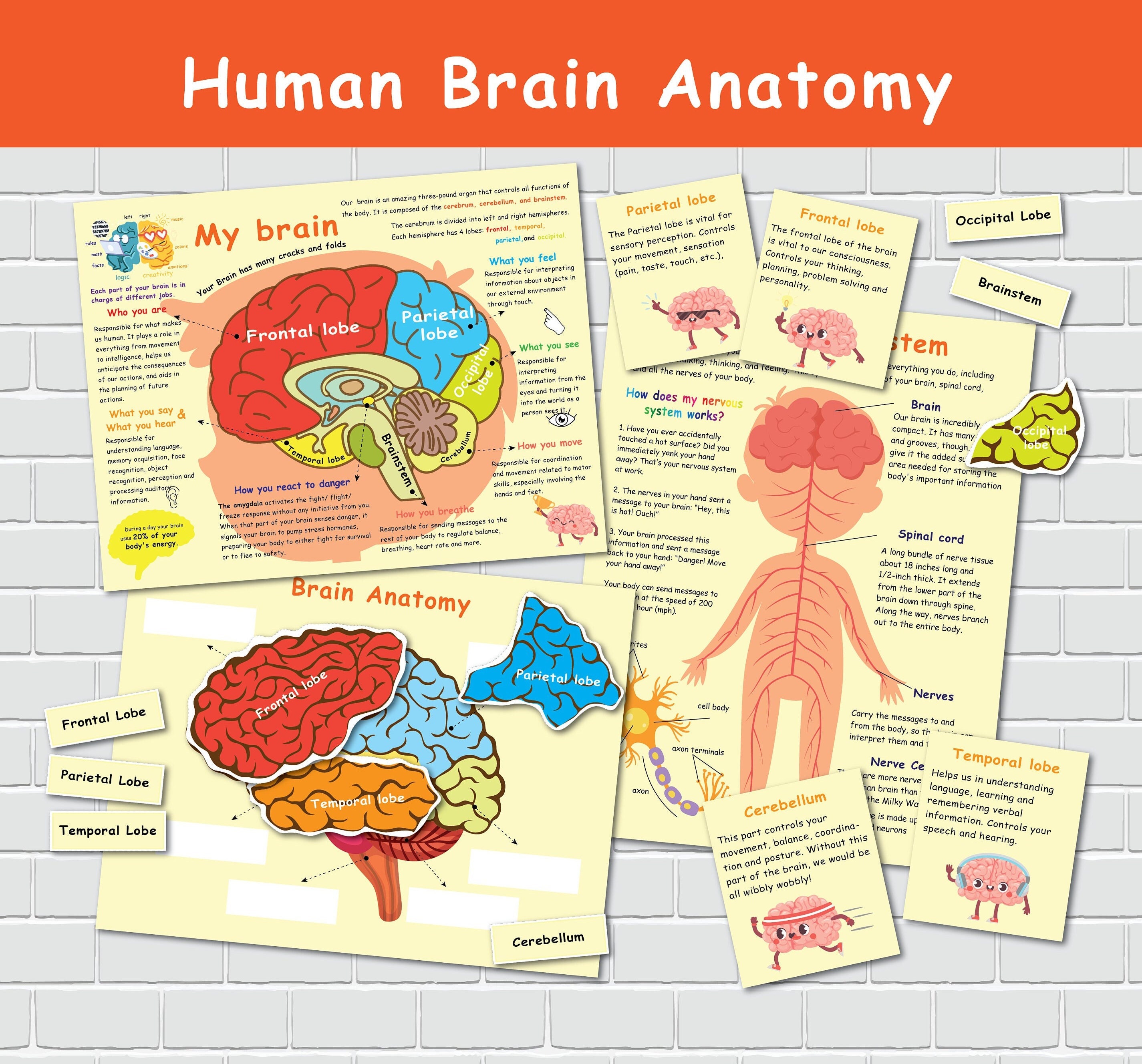 Human Brain Printable Activity, Anatomy Busy Book, Brain Puzzle, Brain ...
