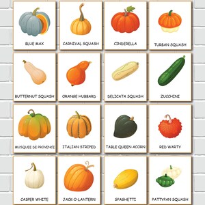 Pumpkin Unit Study, Life Cycle of a Pumpkin, Pumpkin Varieties, Fall ...
