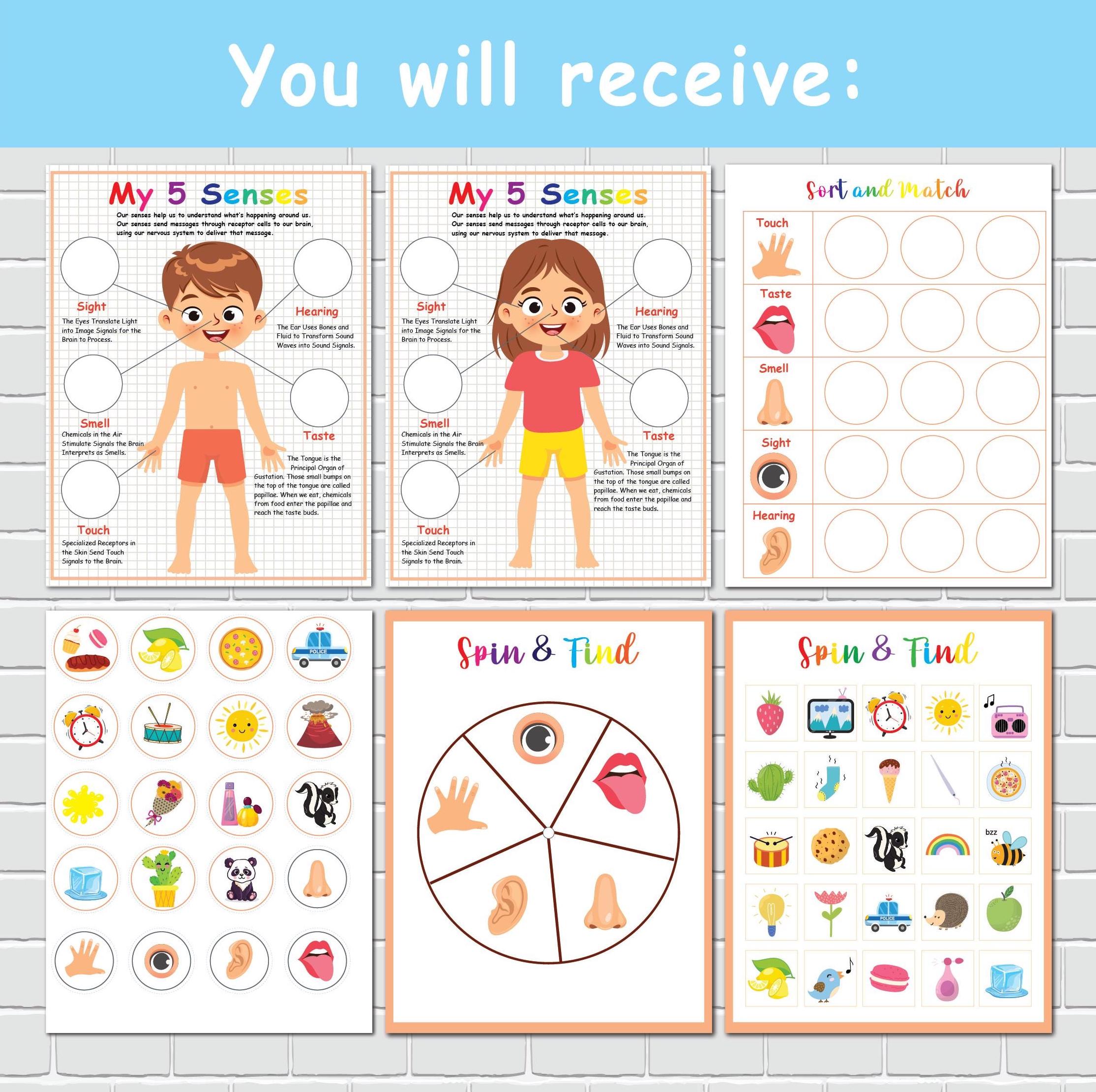 Five Senses Matching Activity: Preschool Anatomy Learning Binder (PDF ...