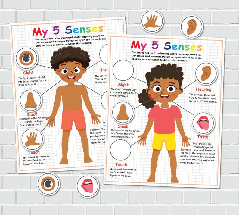 Five Senses Matching Activity: Preschool Anatomy Learning Binder (PDF ...