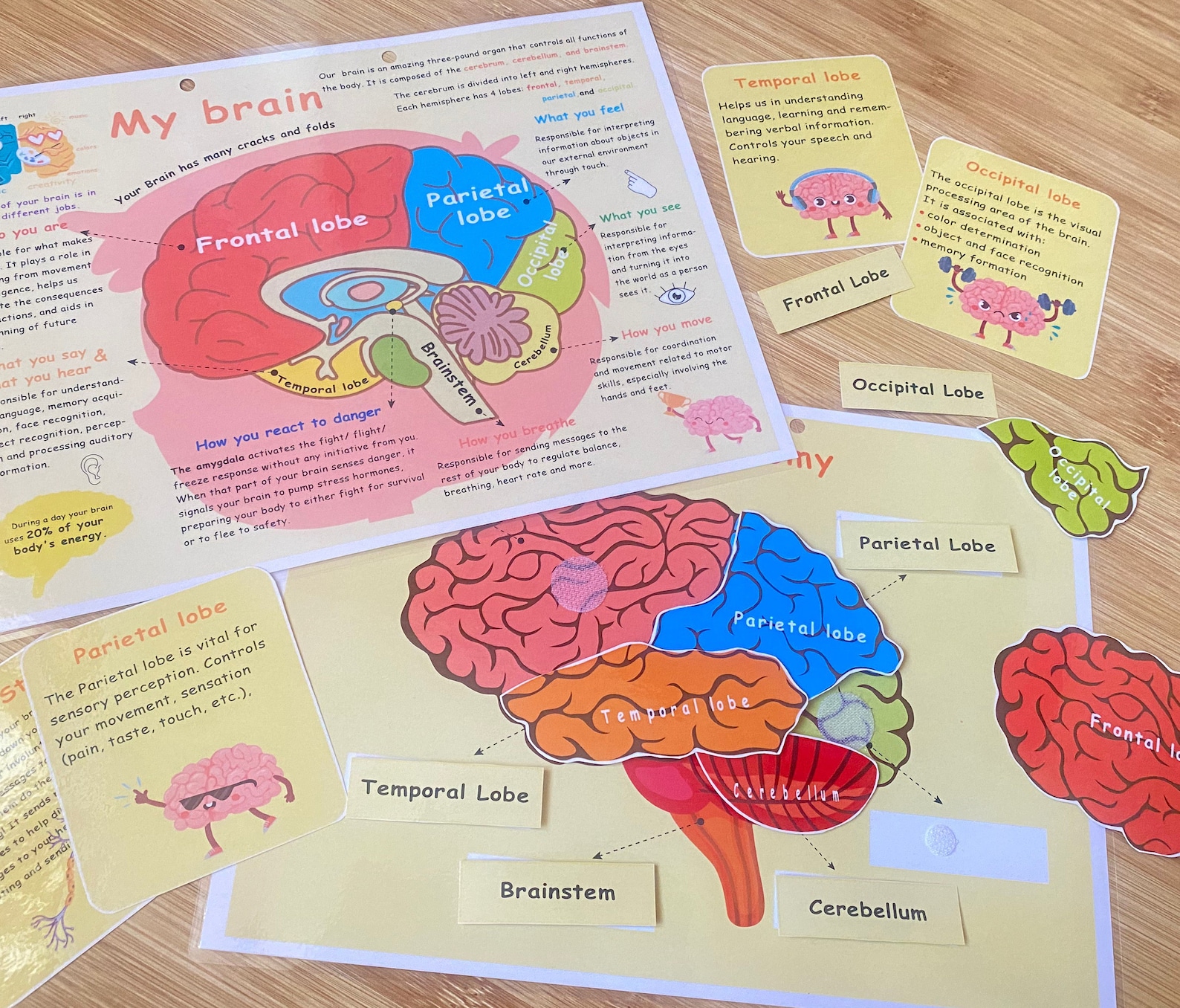 Human Brain Printable Activity, Anatomy Busy Book, Brain Puzzle, Brain ...