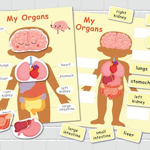 Human Anatomy Printable Activity, Homeschool Resource, Montessori ...