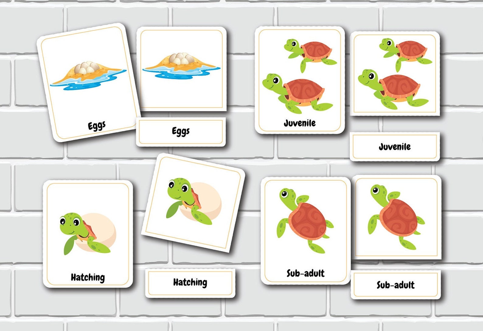 Life Cycle of a Turtle Turtle Anatomy 3 Part Montessori - Etsy