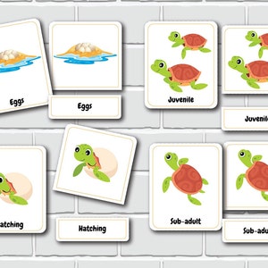 Life Cycle of a Turtle, Turtle Anatomy, 3 Part Montessori Cards, Nature ...