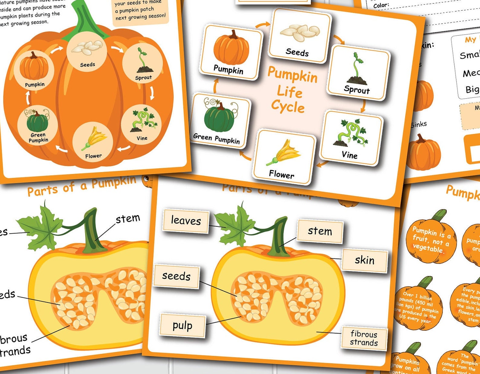 Pumpkin Unit Study, Life Cycle of a Pumpkin, Pumpkin Varieties, Fall ...
