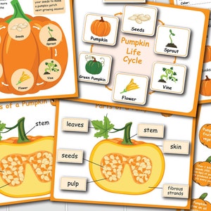Pumpkin Unit Study, Life Cycle of a Pumpkin, Pumpkin Varieties, Fall ...