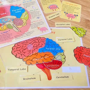 Human Brain Printable Activity, Anatomy Busy Book, Brain Puzzle, Brain ...