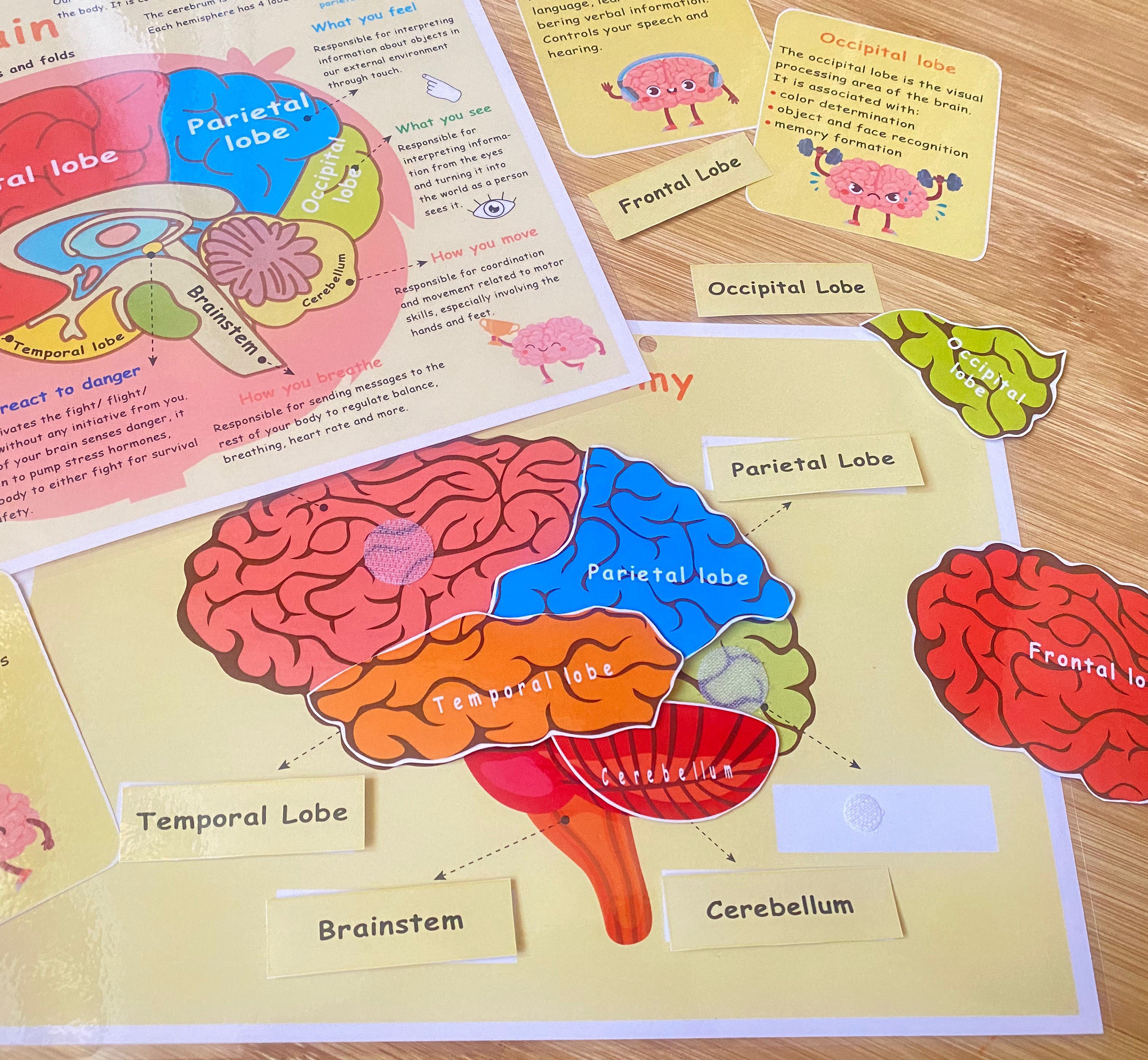Human Brain Printable Activity, Anatomy Busy Book, Brain Puzzle, Brain ...