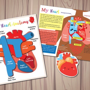 Human Heart Anatomy Activity, Kids Circulatory System, Anatomy Bundle ...