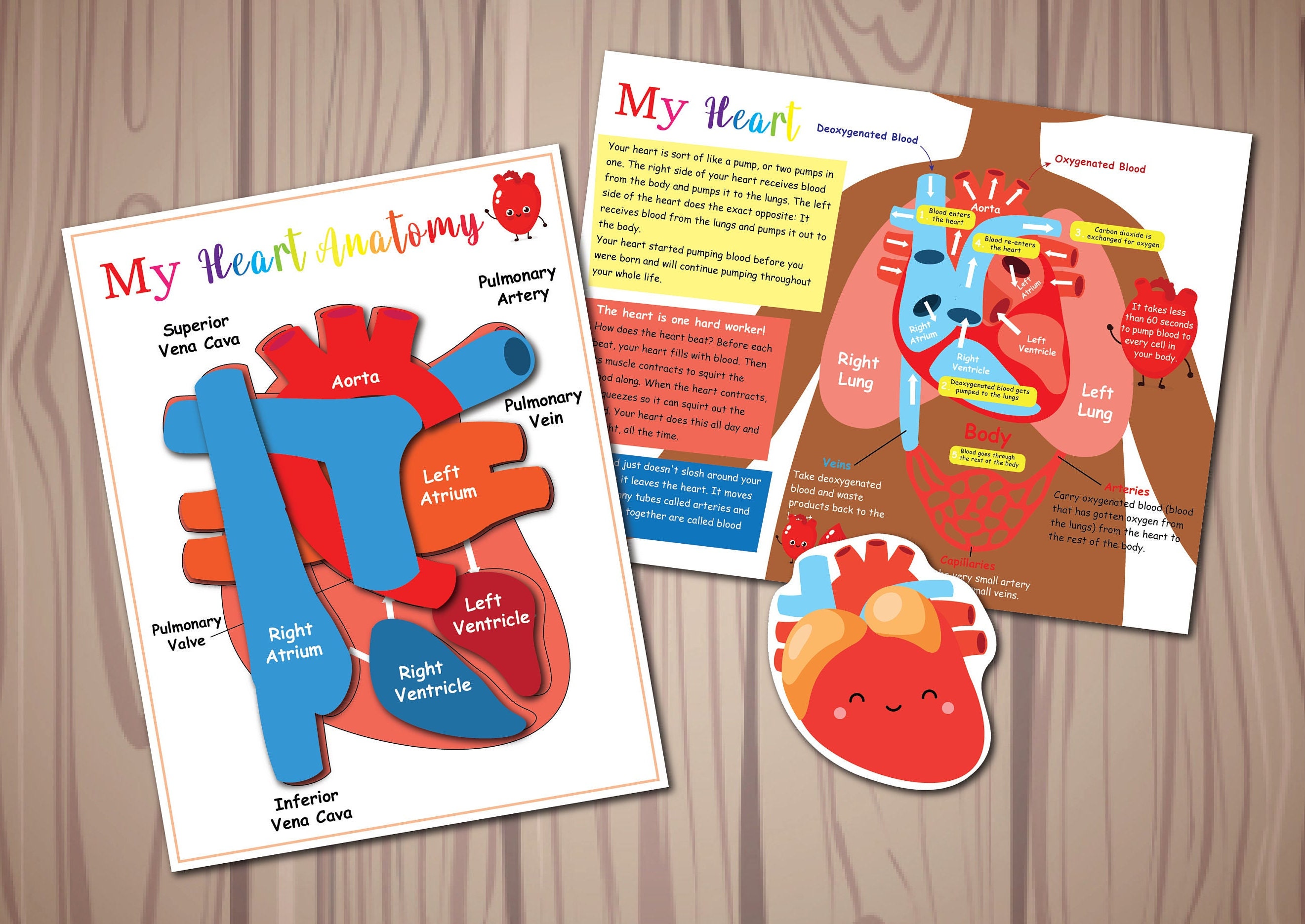 Human Heart Anatomy Activity Kids Circulatory System Anatomy - Etsy Canada