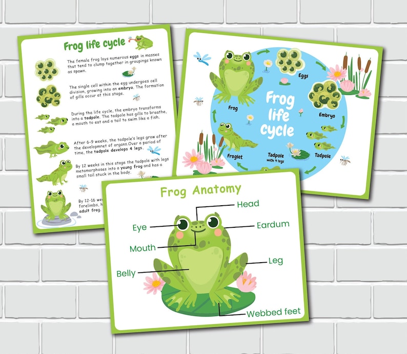 Life Cycle of a Frog Frog Anatomy 3 Part Montessori Cards - Etsy
