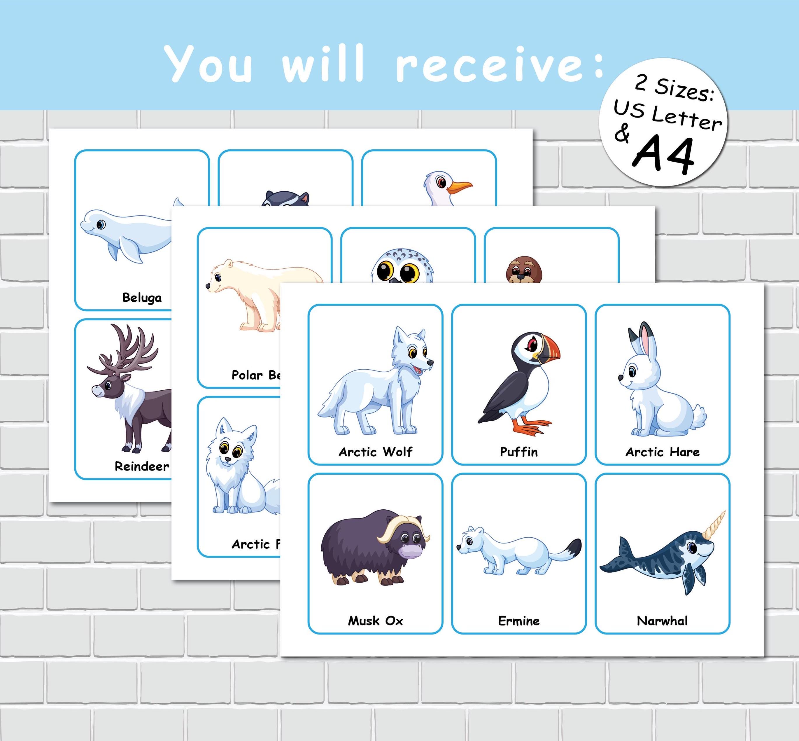Arctic Animals Flashcards, Printable Cards for Kids, Preschool ...