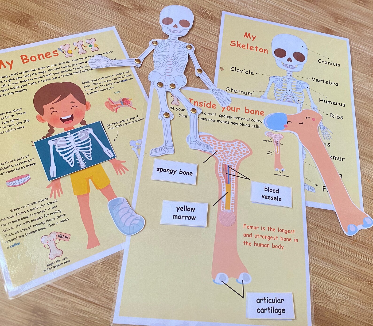 Anatomy Busy Book Printable Learning Binder Preschool - Etsy