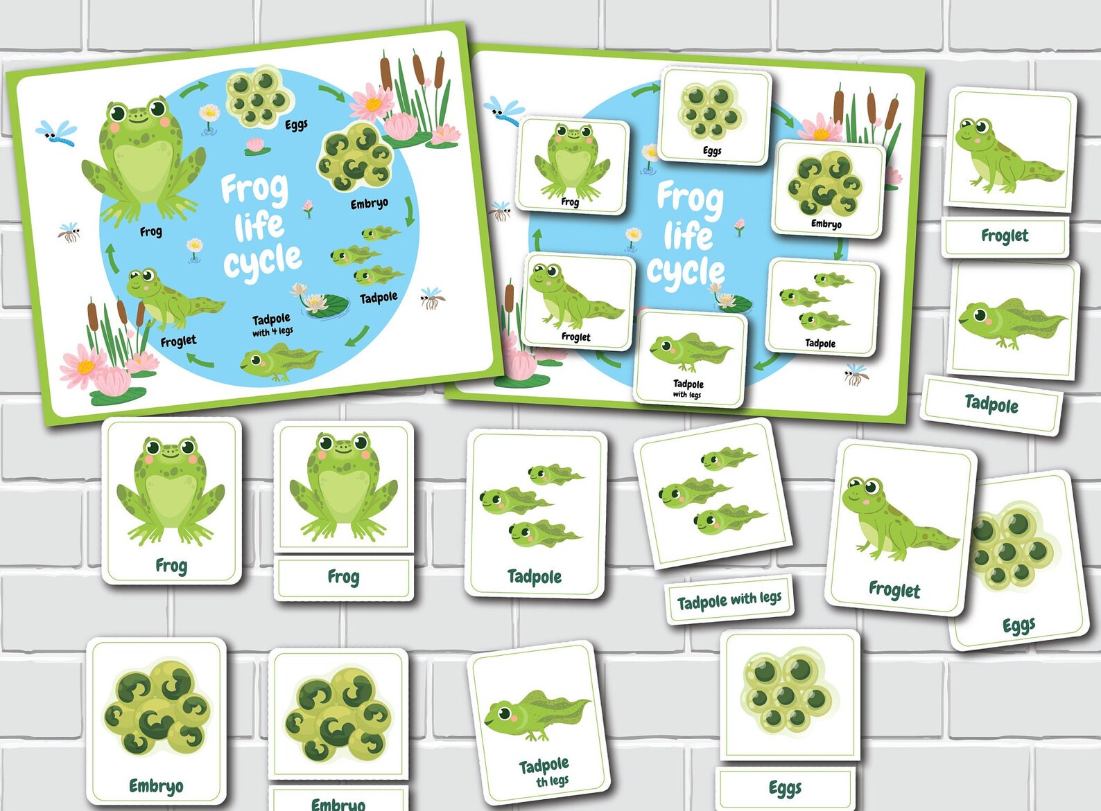 Life Cycle of a Frog Frog Anatomy 3 Part Montessori Cards - Etsy