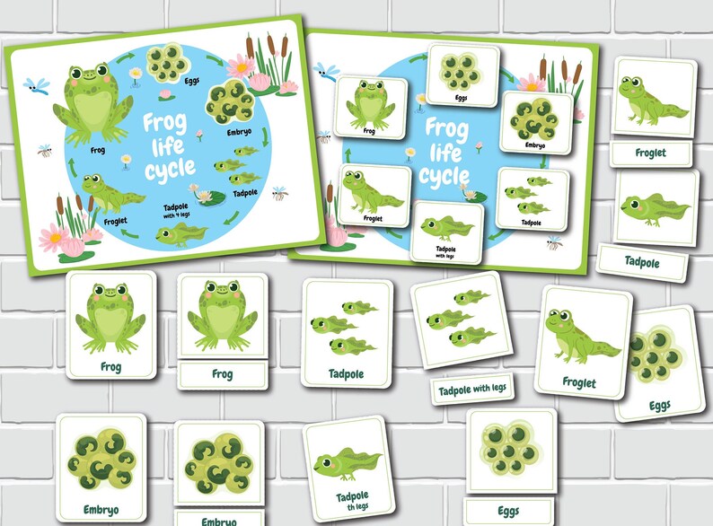 Life Cycle of a Frog Frog Anatomy 3 Part Montessori Cards - Etsy