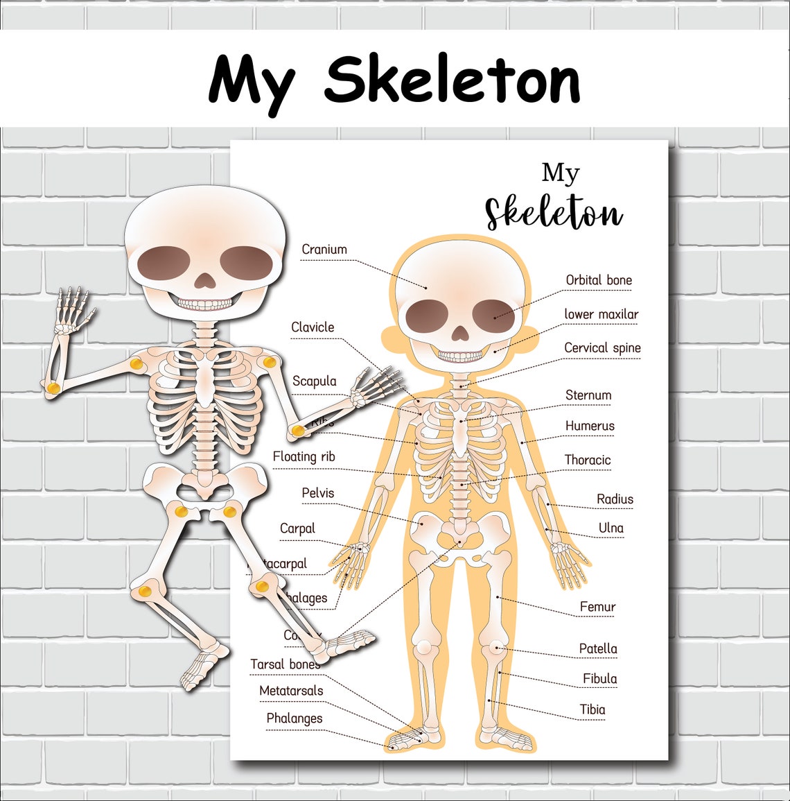 Human Anatomy Printable Activity. dark Skin Tone Science - Etsy