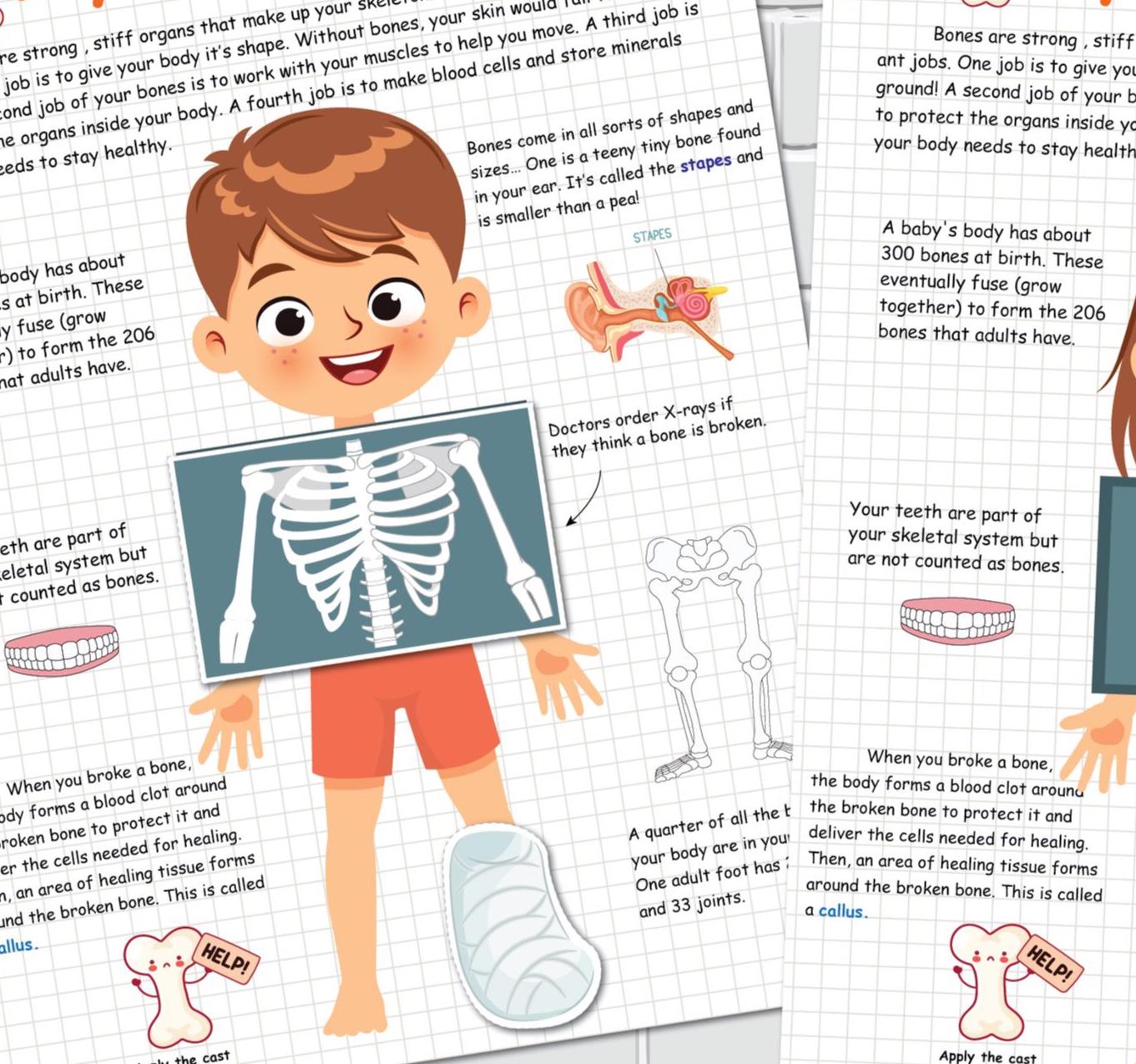 Printable Human Skeleton Anatomy Activity: Homeschool Resource (PDF ...