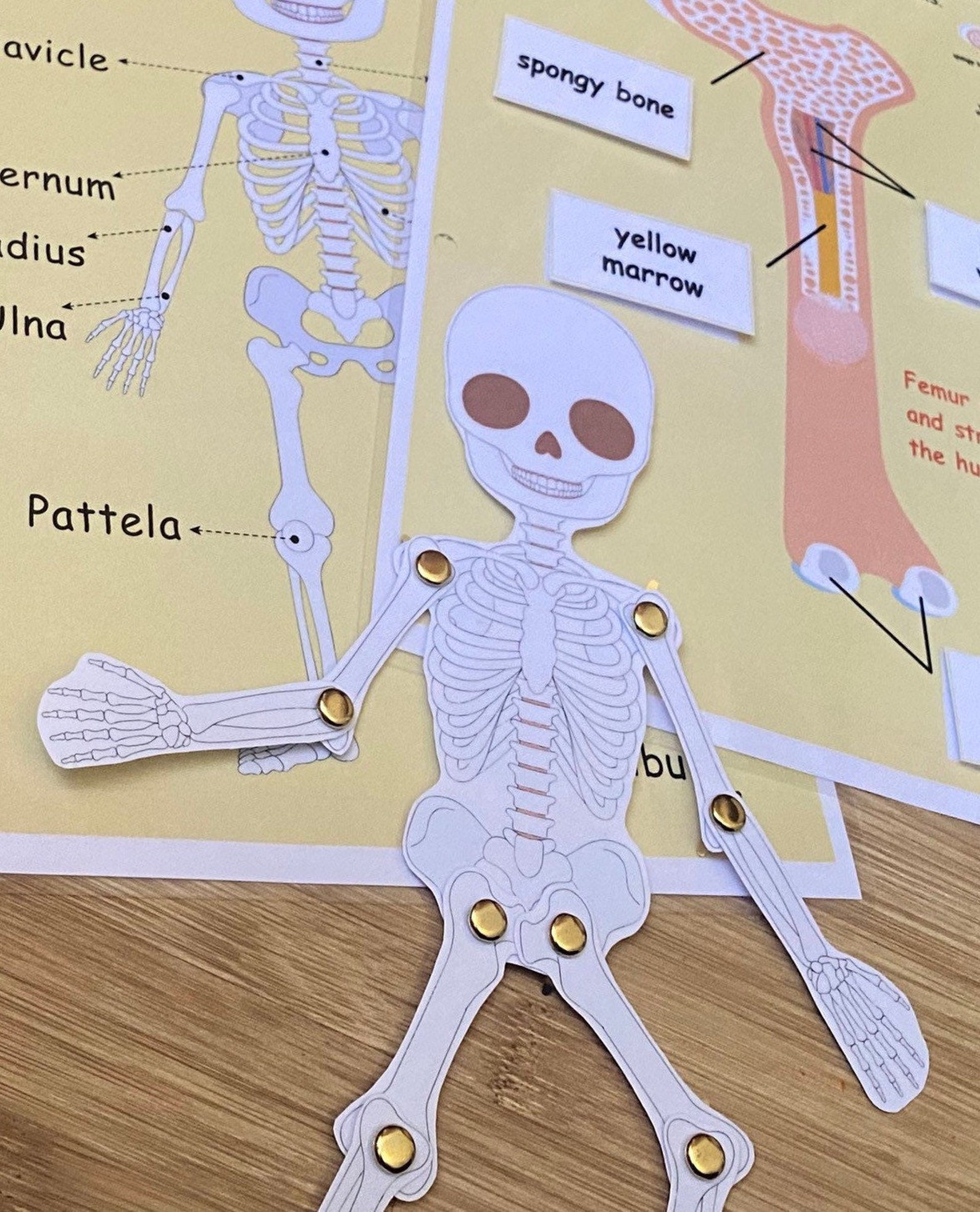 Human Skeleton Anatomy Activity Printable Skeletal System - Etsy UK