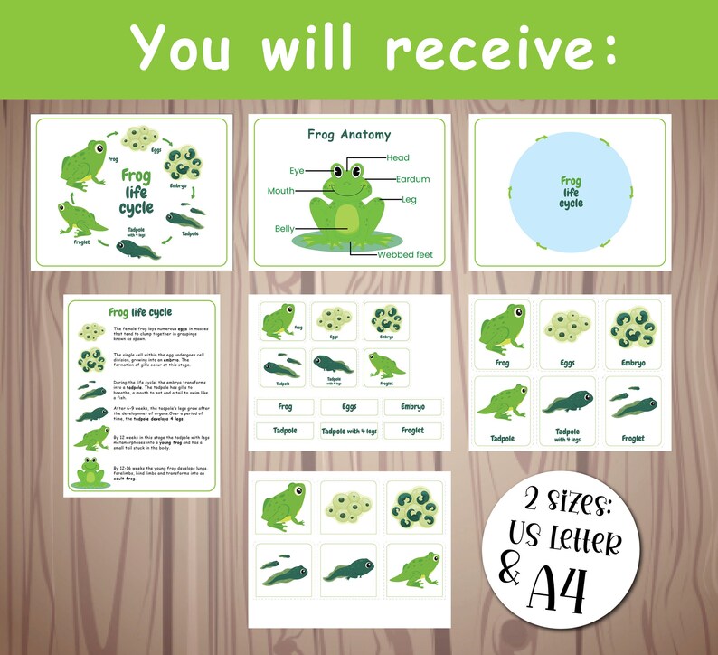Life Cycle of a Frog Frog Anatomy 3 Part Montessori Cards - Etsy