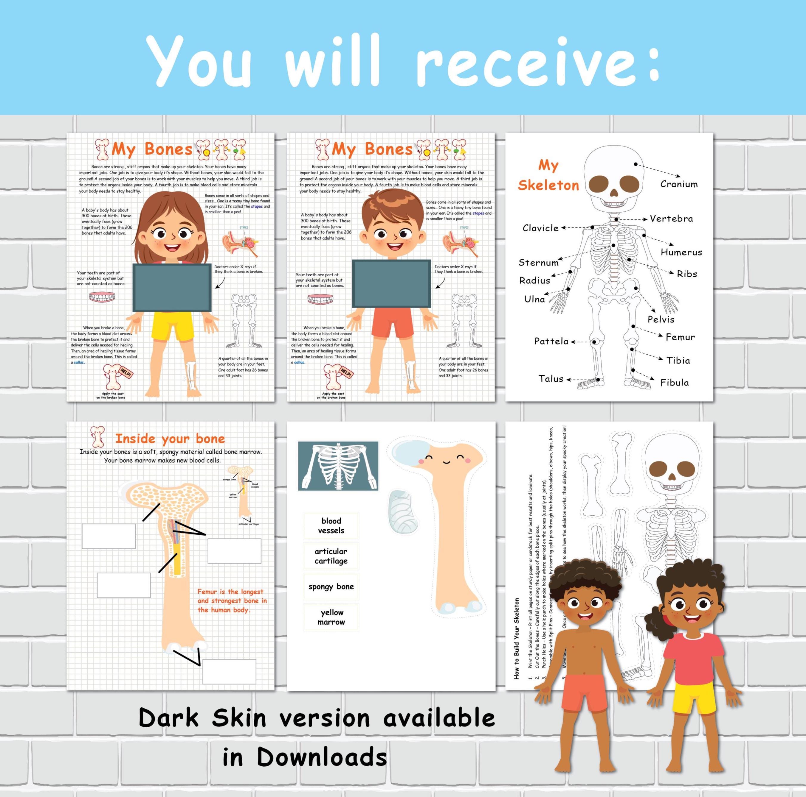 Printable Human Skeleton Anatomy Activity: Homeschool Resource (PDF ...