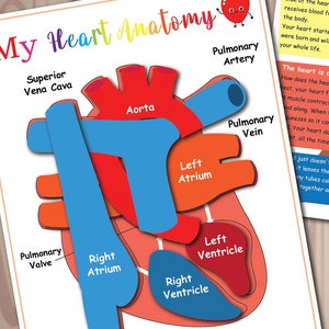 Human Heart Anatomy Activity, Kids Circulatory System, Anatomy Bundle ...
