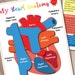 Human Heart Anatomy Activity, Kids Circulatory System, Anatomy Bundle ...