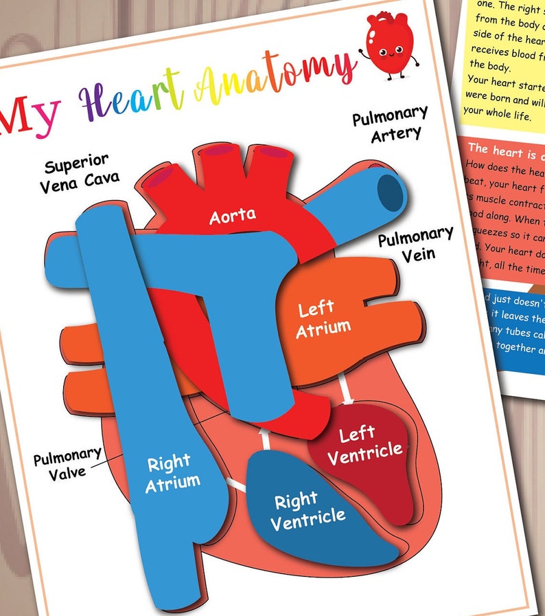Human Heart Anatomy Activity Kids Circulatory System Anatomy - Etsy