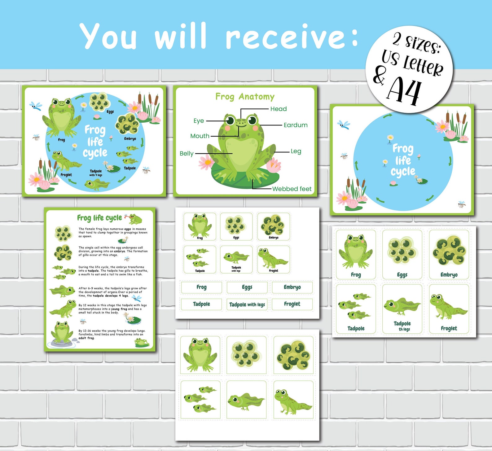 Life Cycle of a Frog Frog Anatomy 3 Part Montessori Cards - Etsy