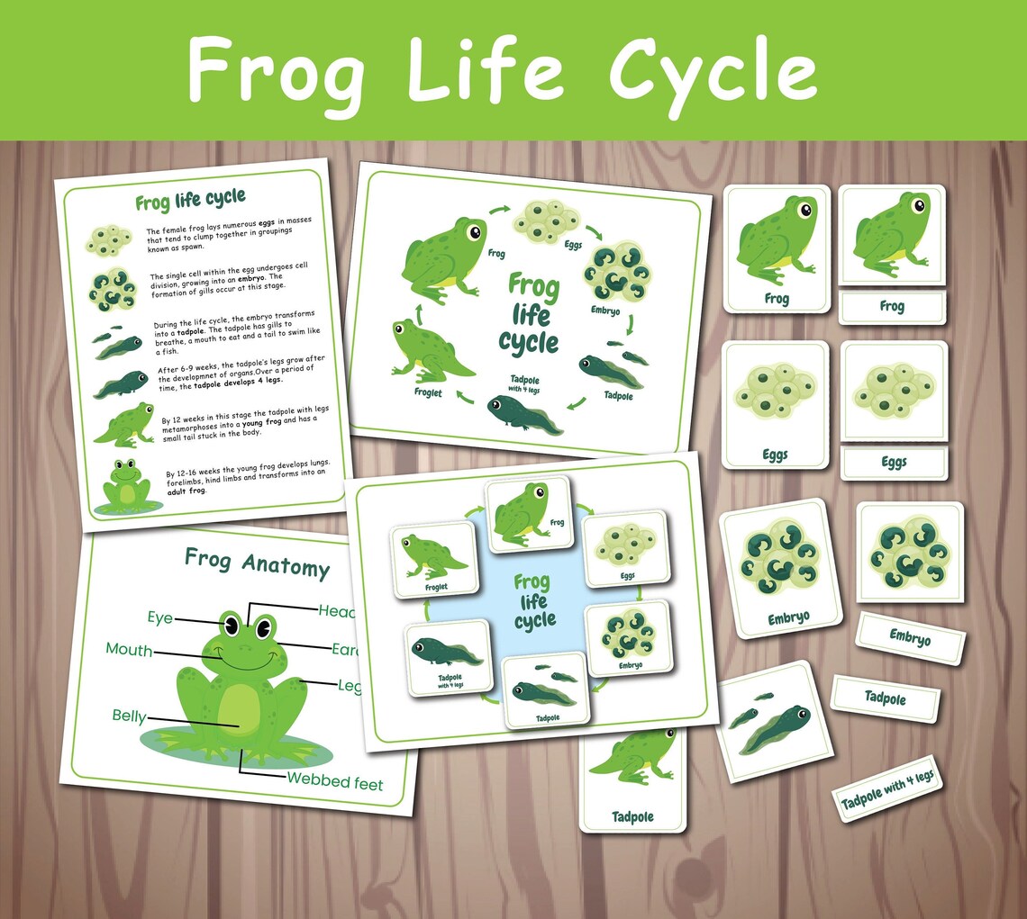 Life Cycle of a Frog Frog Anatomy 3 Part Montessori Cards - Etsy