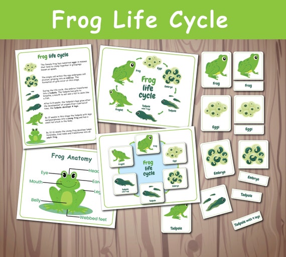 Life Cycle of a Frog Frog Anatomy 3 Part Montessori Cards - Etsy