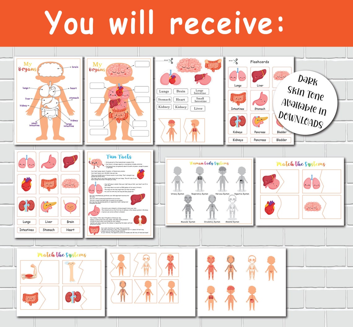 Body Systems Activity Human Anatomy Worksheets Preschool Busy - Etsy