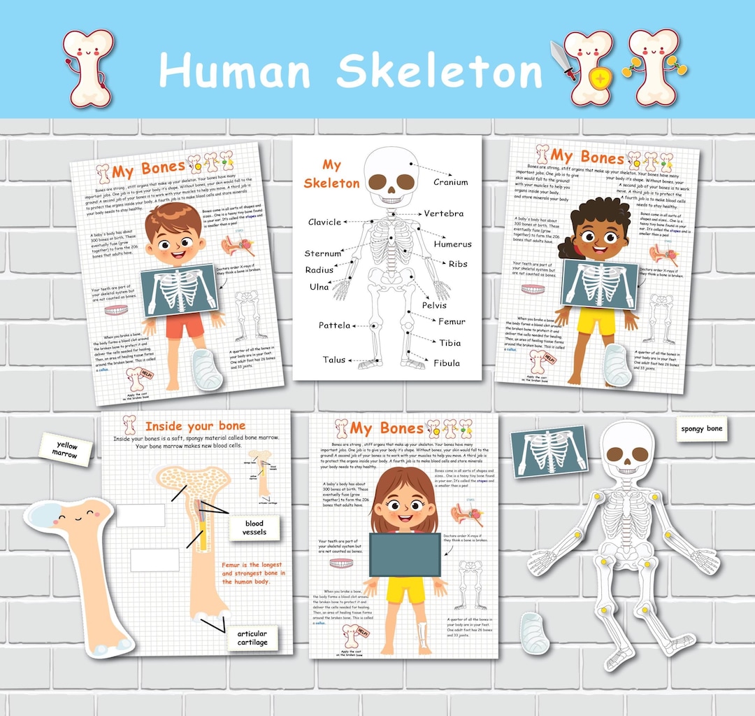 Human Skeleton Anatomy Activity, Printable Skeletal System, Bone ...